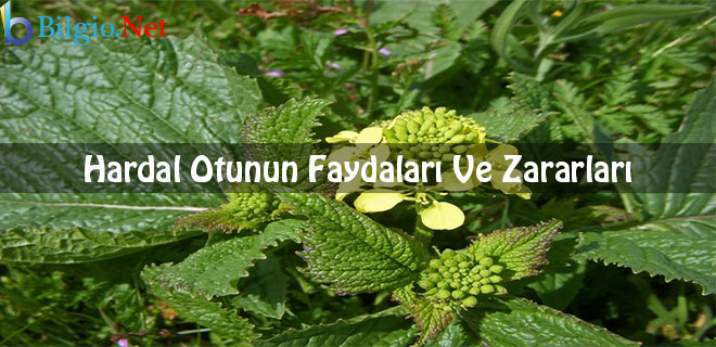 Hardal Otu Faydaları Ve Zararları Nelerdir ? | Bilgio.Net
