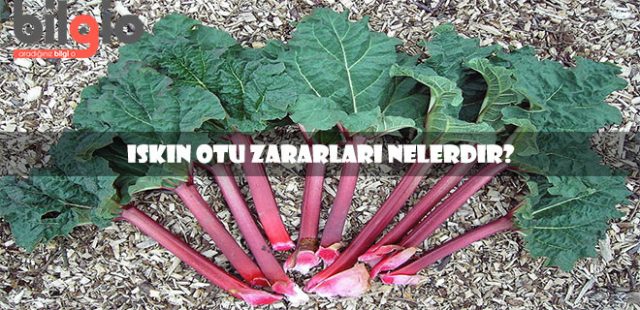 Ravent – Işkın Otu Nedir ? Faydaları ve Zararları Nelerdir ? - Bilgio