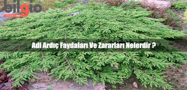 Adi Ardıç Nedir ? Kullanımı, Faydaları ve Zararları Nelerdir ? | Bilgio.Net