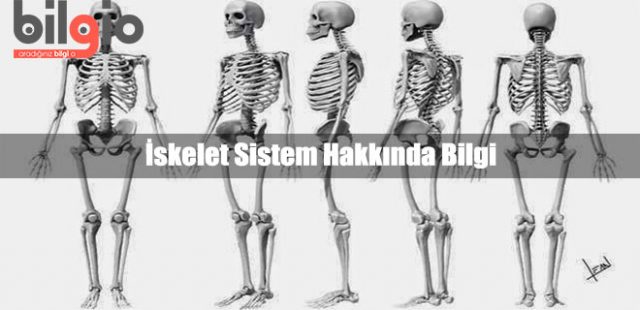 İskelet Sistemi Nedir ? Özellikleri ve Görevleri Nelerdir ? | Bilgio.Net