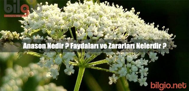 Anason Nedir ? Besin Değeri, Faydaları ve Zararları Nelerdir ? | Bilgio.Net