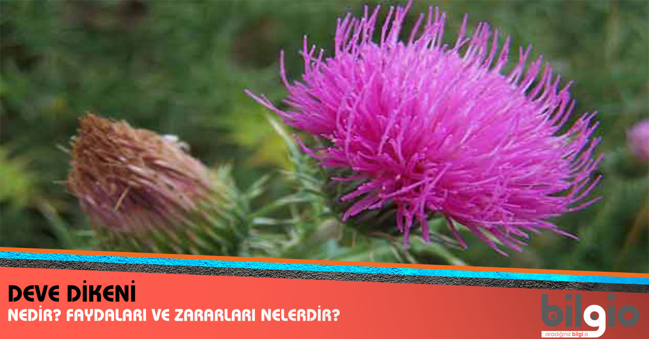 Deve Dikeni Nedir? Etkileri, Faydaları ve Zararları Nelerdir? | Bilgio.Net