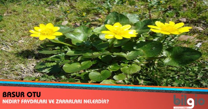 Basur Otu Nedir? Özellikleri, Faydaları, Zararları ve Kullanıldığı Yerler Nelerdir? - Bilgio